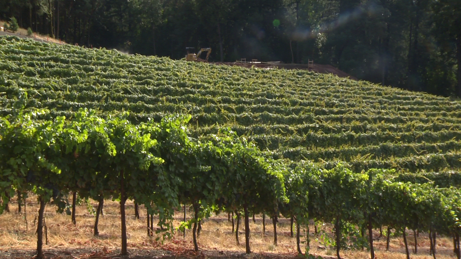 Read this before heading to Apple Hill this fall