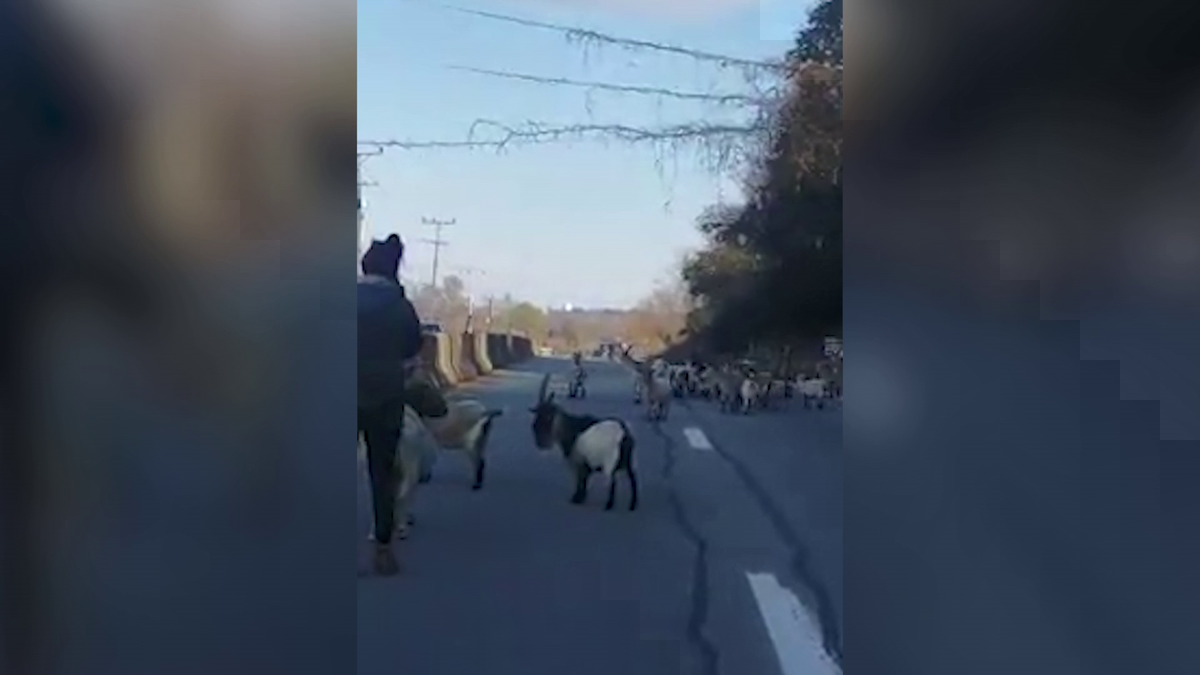 WATCH: More than a dozen goats block Route 30 in Westmoreland County