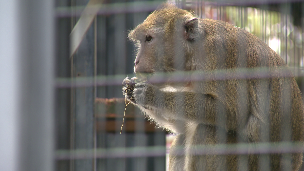 Folsom zoo animals snack on Thanksgiving treats