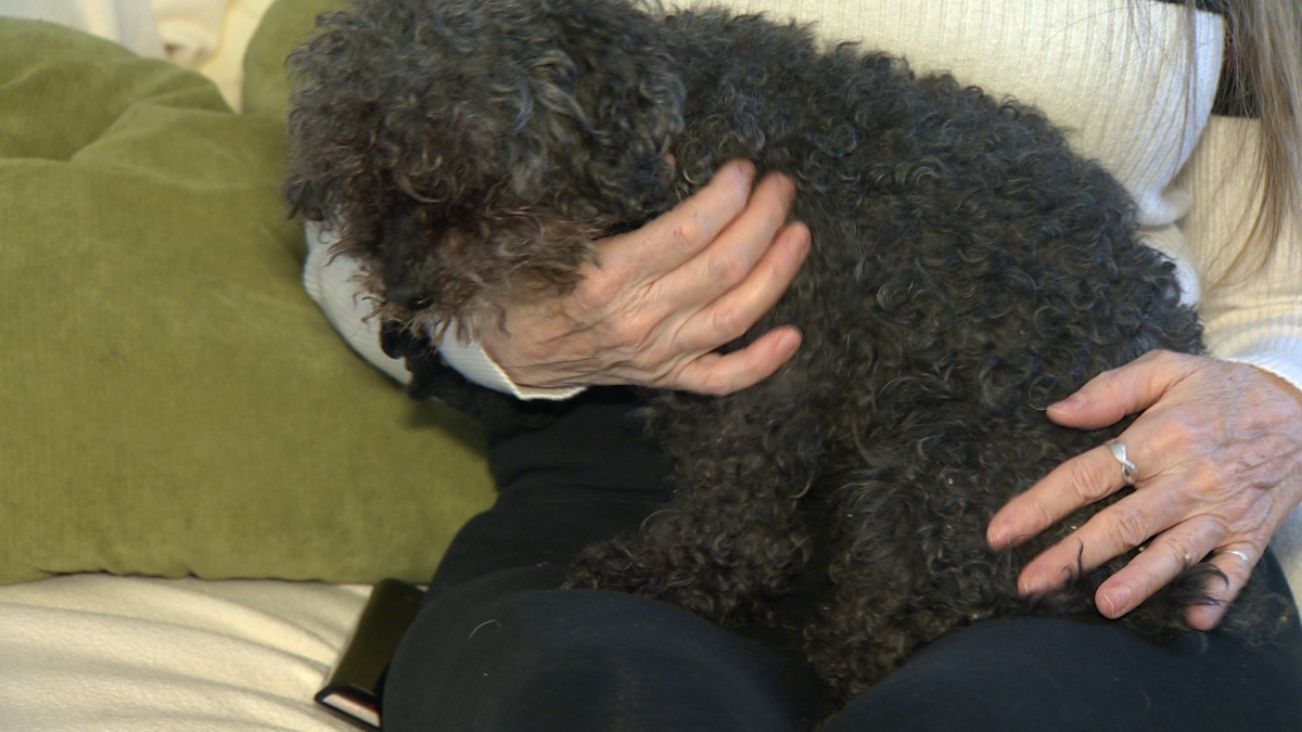 Pet poodle taken by hawk, found 28 hours later in Allegheny County