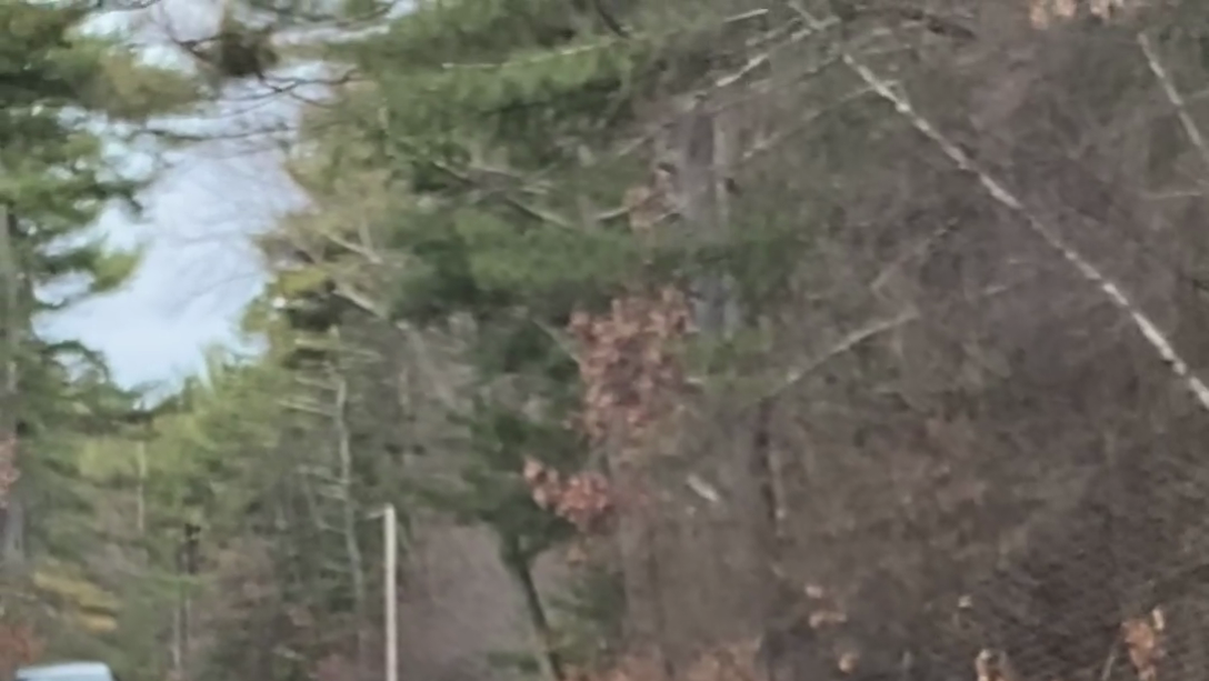 Line of turkeys stop traffic in Litchfield