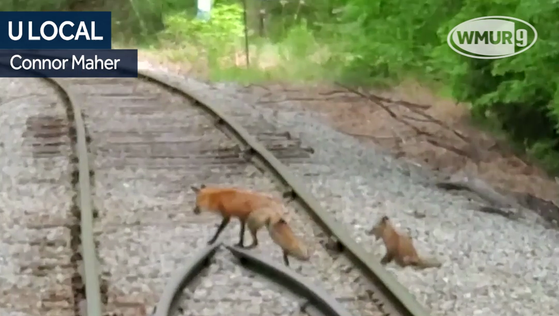 Watch: Fox and pup spotted crossing train tracks in Glen
