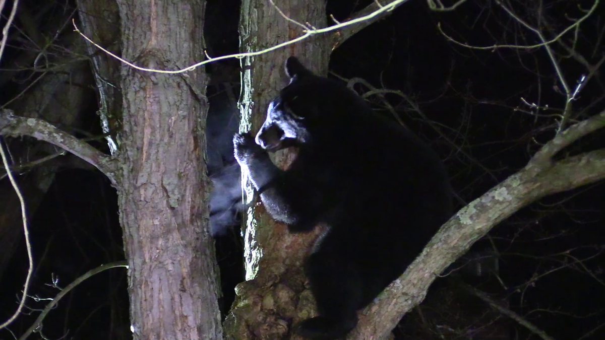 Bear crawls up tree after being hit by vehicle in Lawrence County