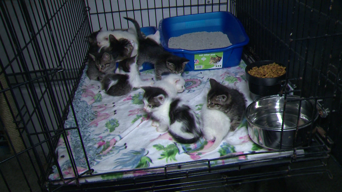 70 cats, kittens rescued from hoarding situation in Westmoreland County