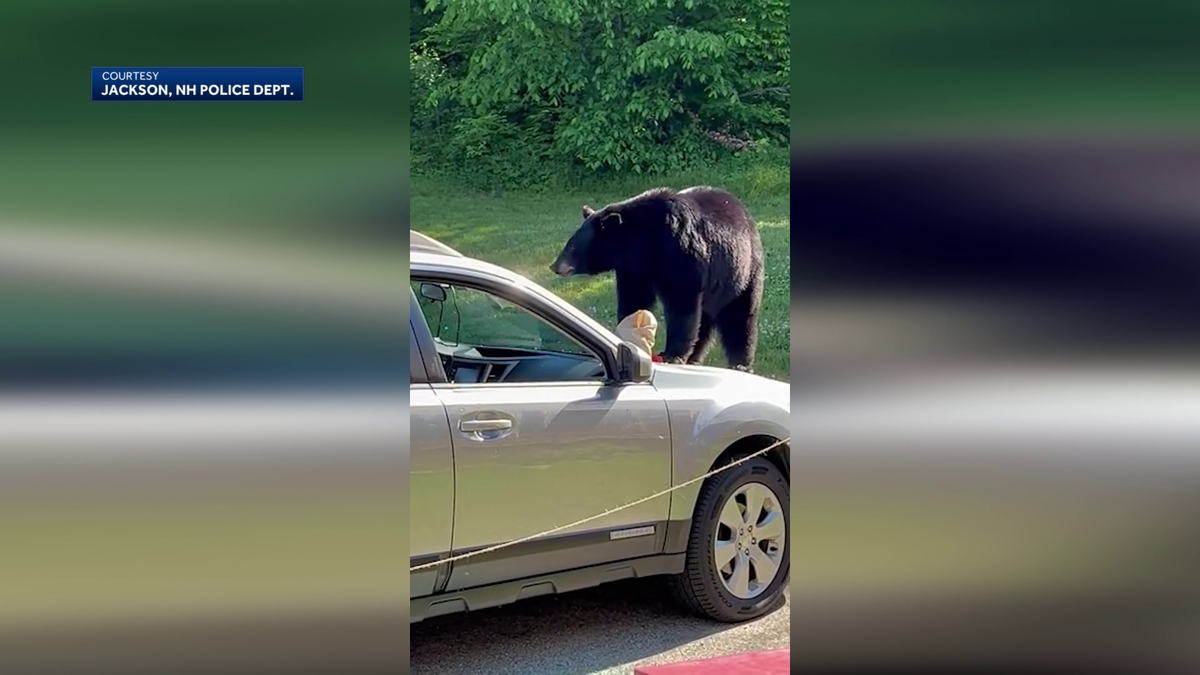 Brazen bear swipes fast food from vehicle, dives into bag of McDonald's