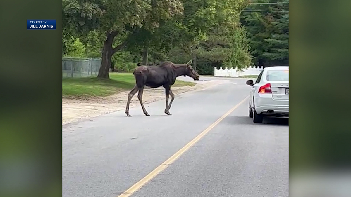 Caught on camera: Moose on loose in Sterling, Massachusetts