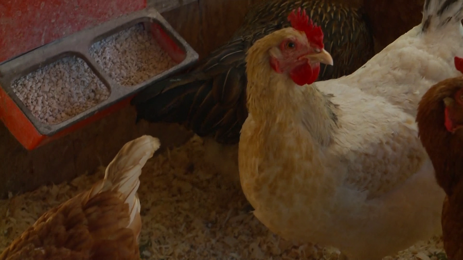 Tonight at 6: Chicken fight, cold stretch ahead