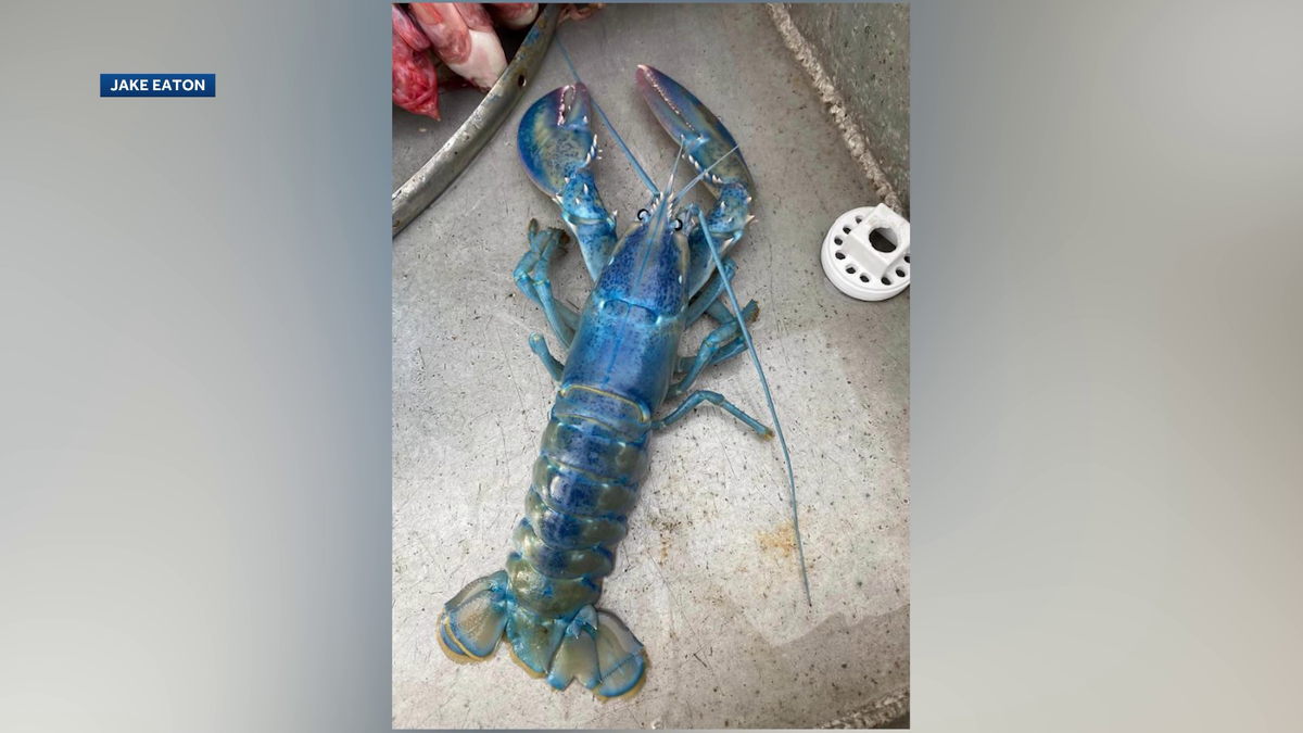 Blue lobster caught off coast of New Hampshire