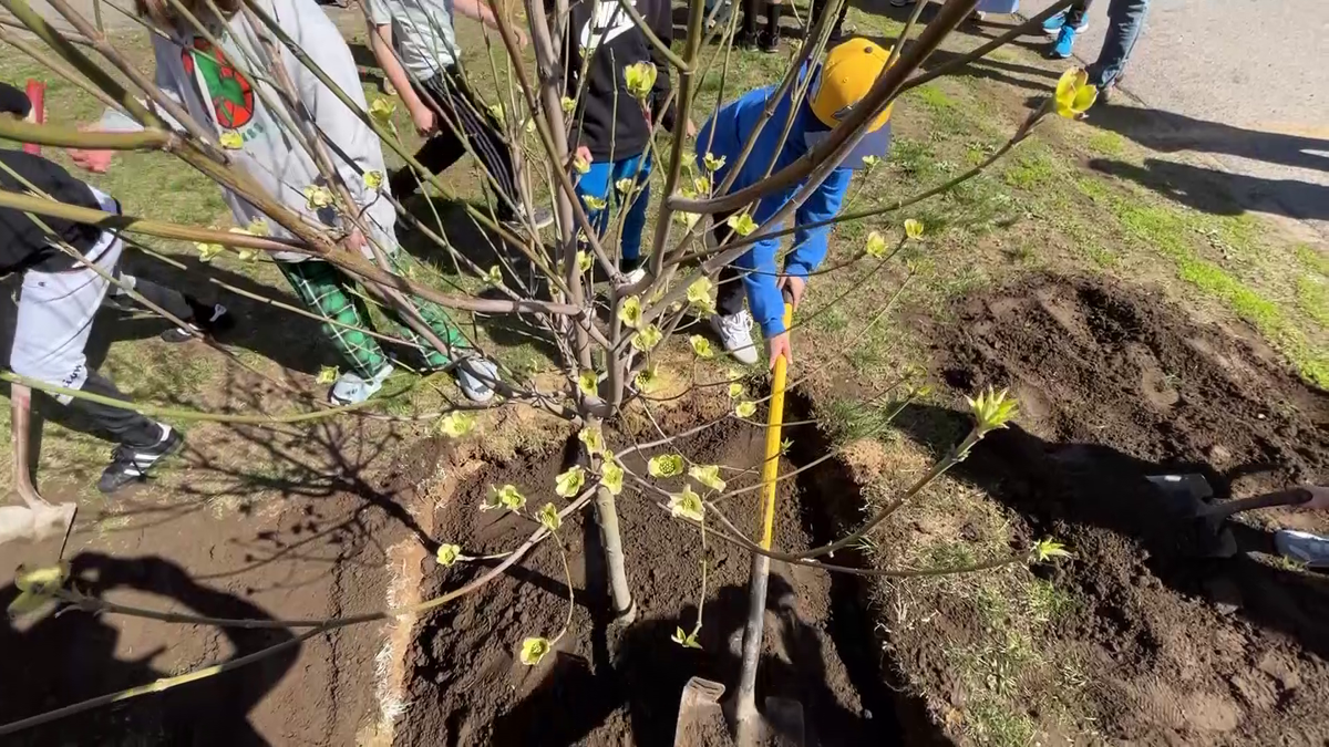 Groveland students plant trees at elementary school to celebrate Arbor Day