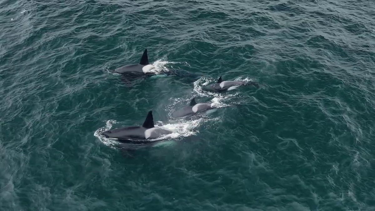 Unusually large orca pod spotted off the Monterey Peninsula