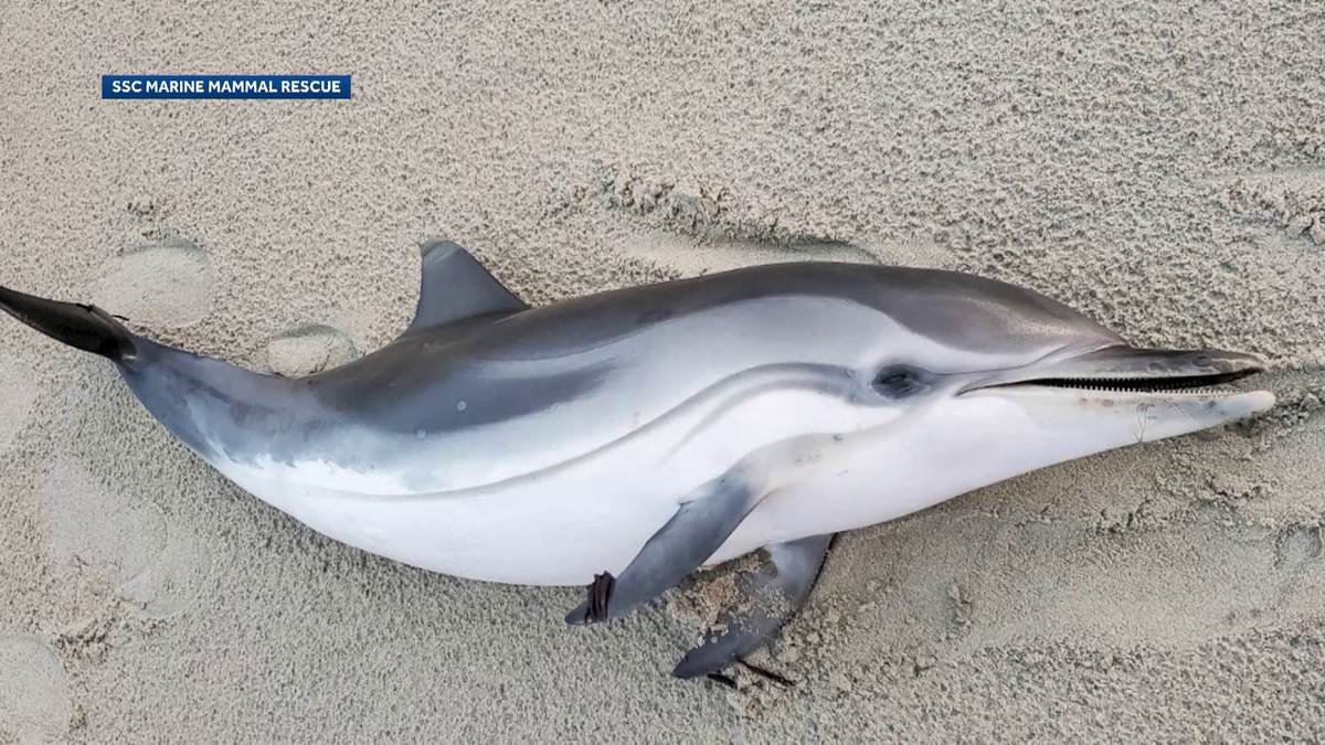 Rarely seen striped dolphin washes ashore on Hampton Beach in NH