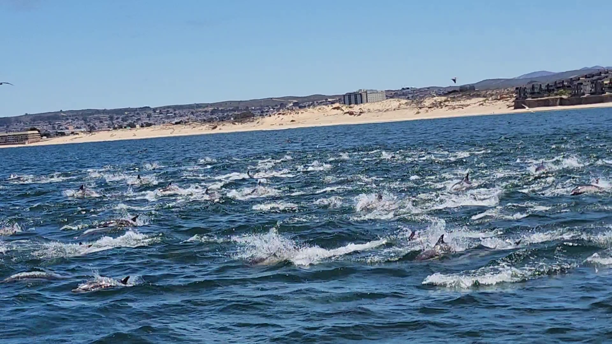Watch: Leaping dolphin pod caught on video feeding in the Monterey Bay
