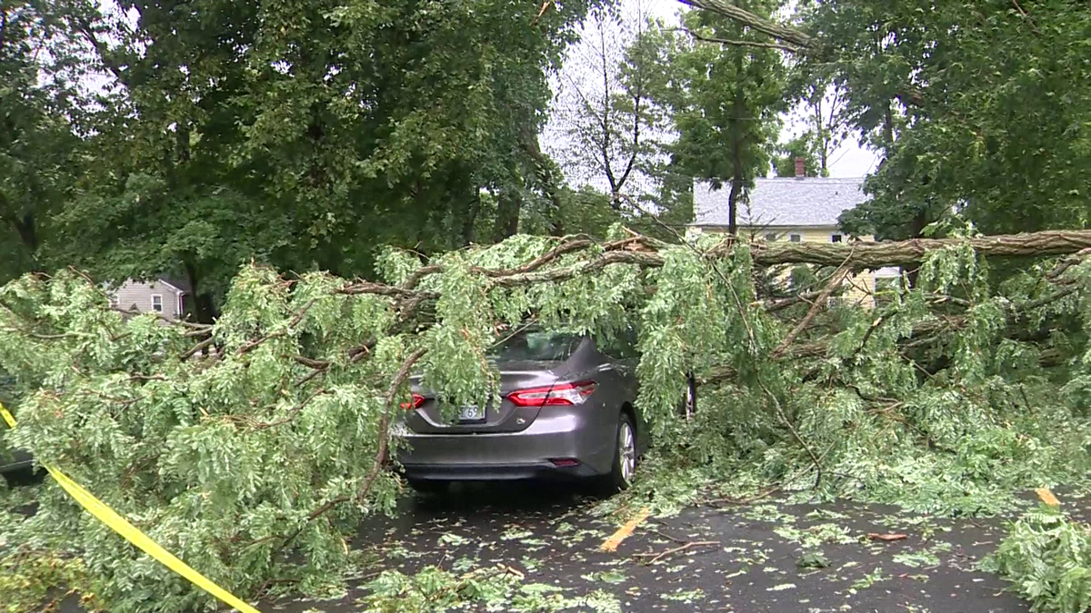 Trees come down, crushing cars in Providence