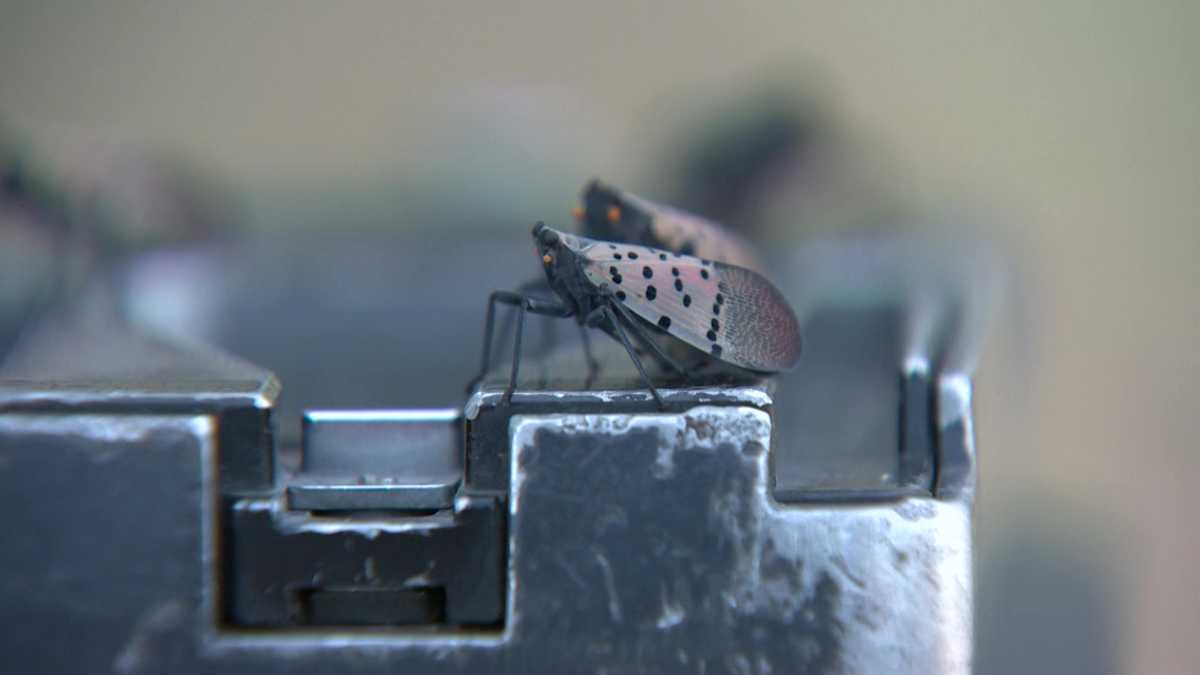 Spotted lanternfly boom in the Pittsburgh area