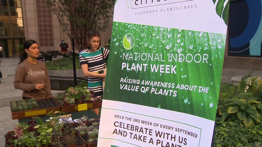 1,000 free plants given away in Boston as part of National Indoor Plant ...
