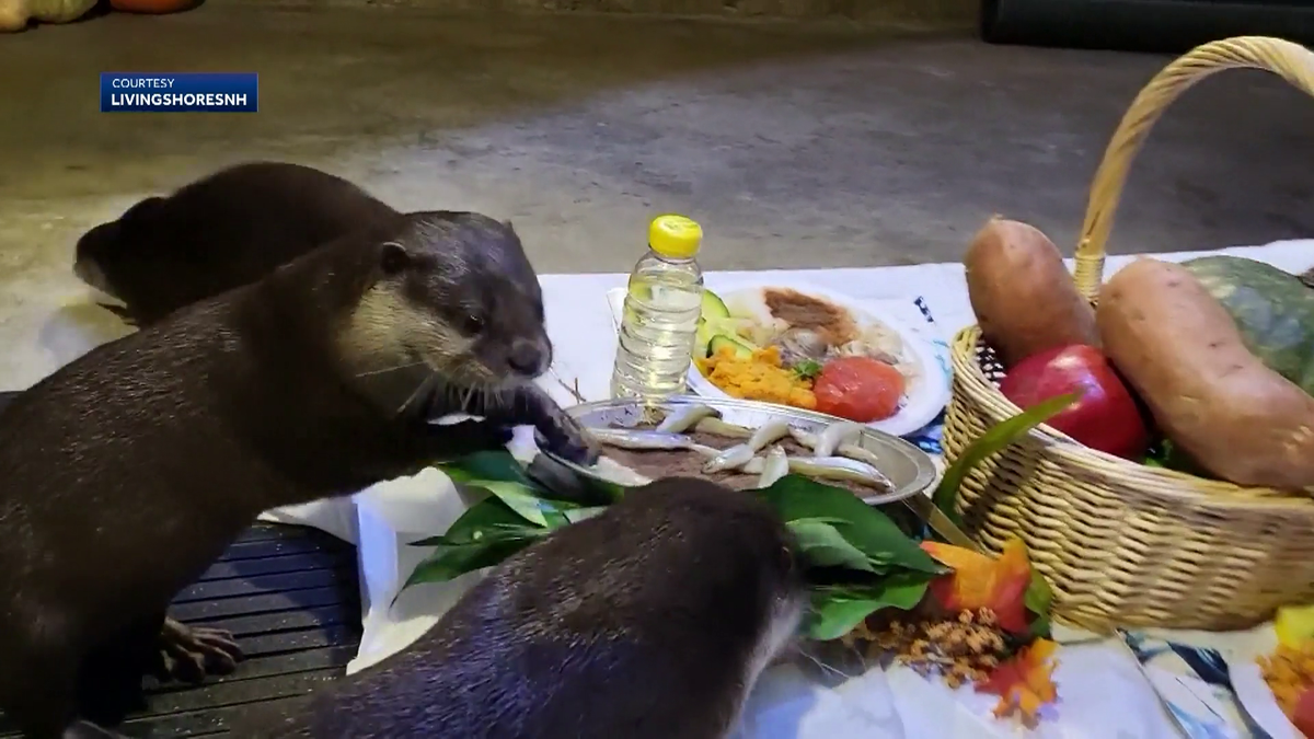 Watch: Otters at New Hampshire aquarium enjoy Thanksgiving meal
