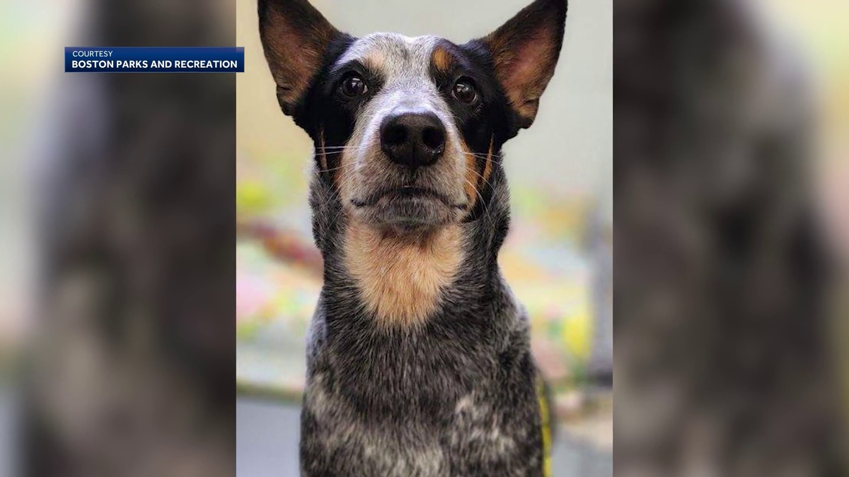 Boston's Animal Cruelty Task Force a first for Suffolk County