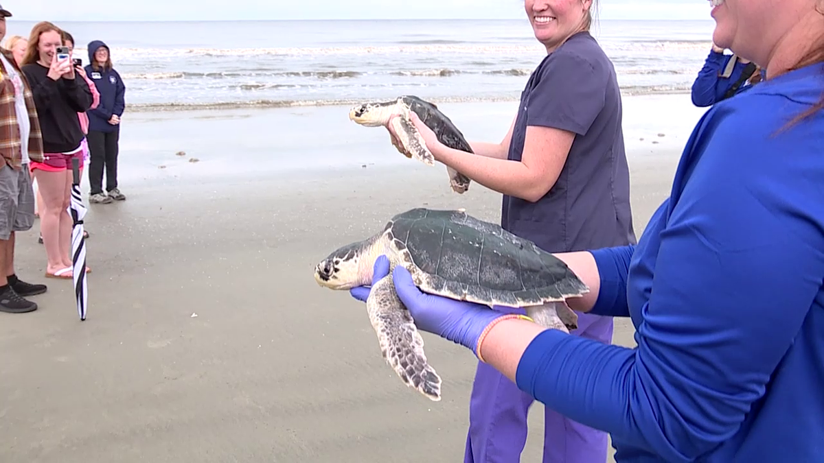History made in Georgia: 30+ rehabilitated sea turtles released