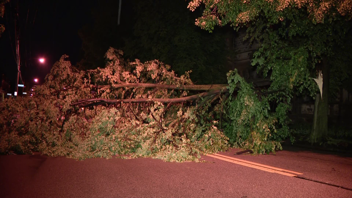 Tree comes down, blocking road on Pittsburgh’s North Side