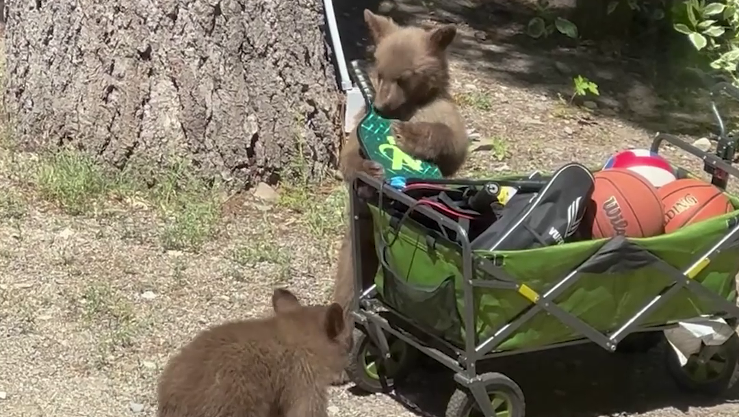 Watch 2 Tahoe bear cubs play with pickleball paddles by cabin