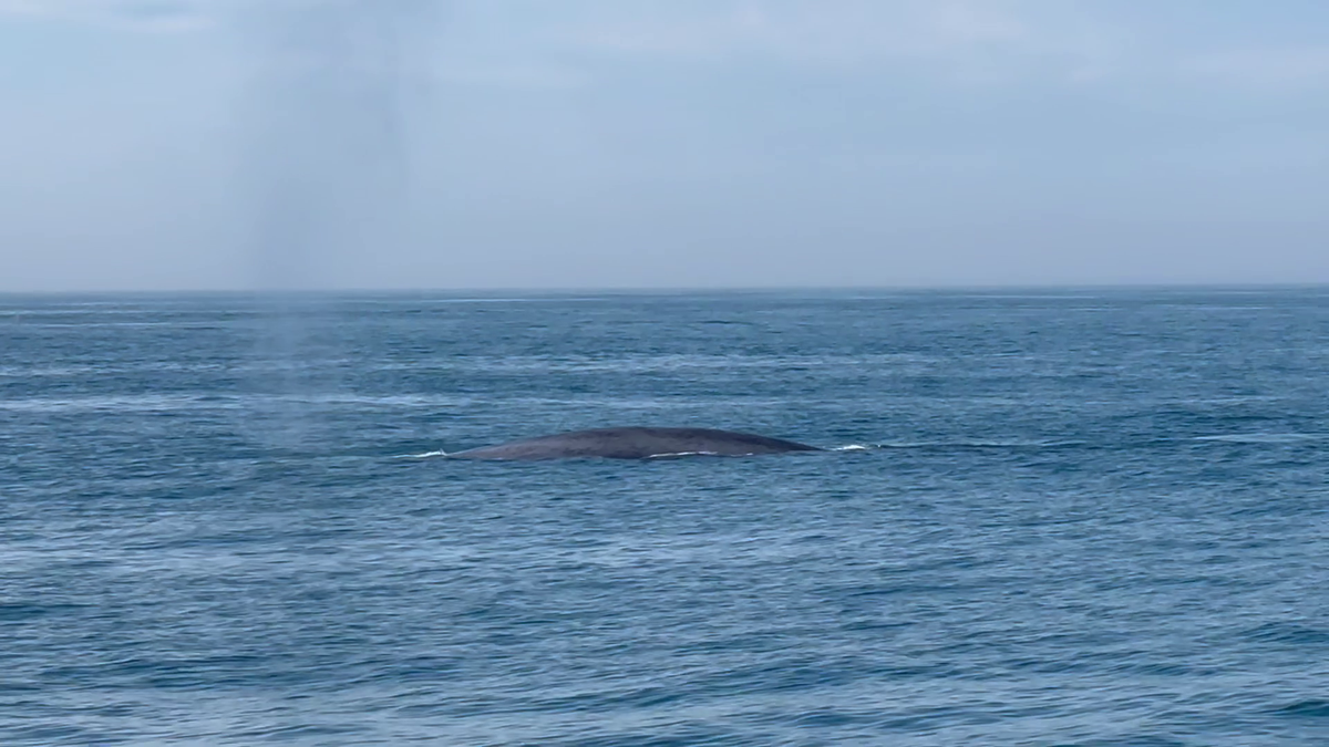 Rare blue whale spotted off Cape Ann in Massachusetts