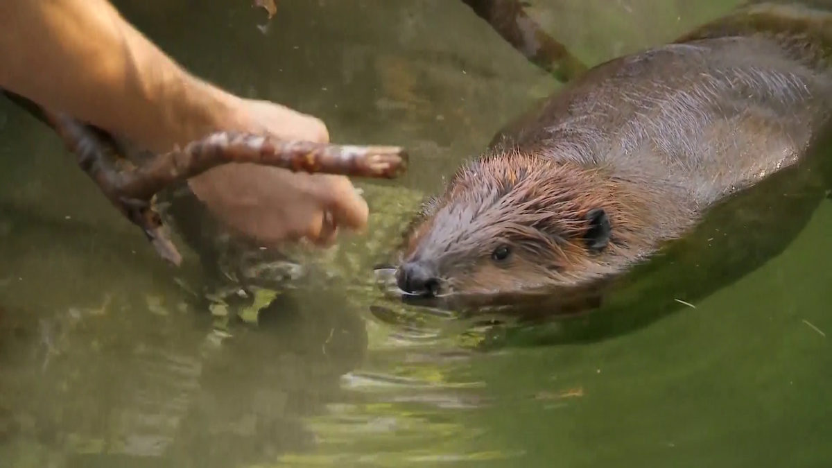 Emergency injunction filed to keep Nibi the beaver at Newhouse Wildlife ...