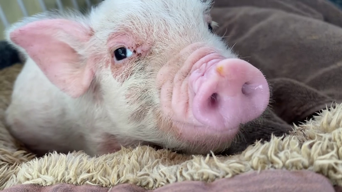 Some pig! Piglet found abandoned in Framingham, Massachusetts