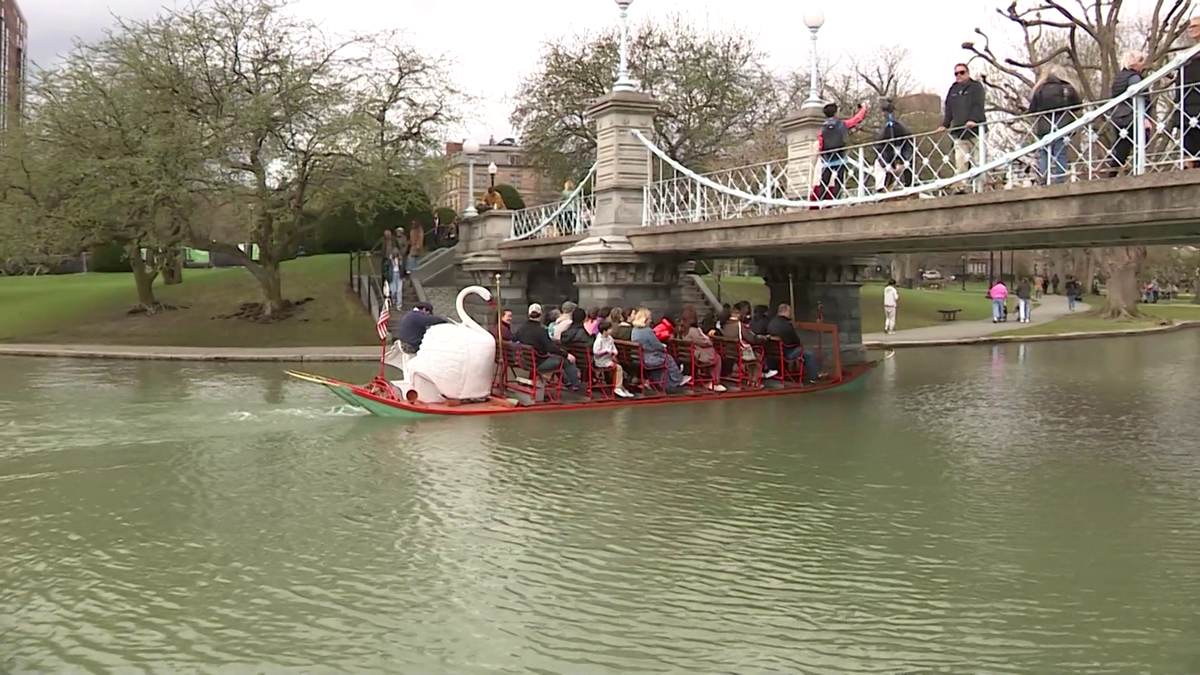 Iconic Boston Swan Boats return to Public Garden