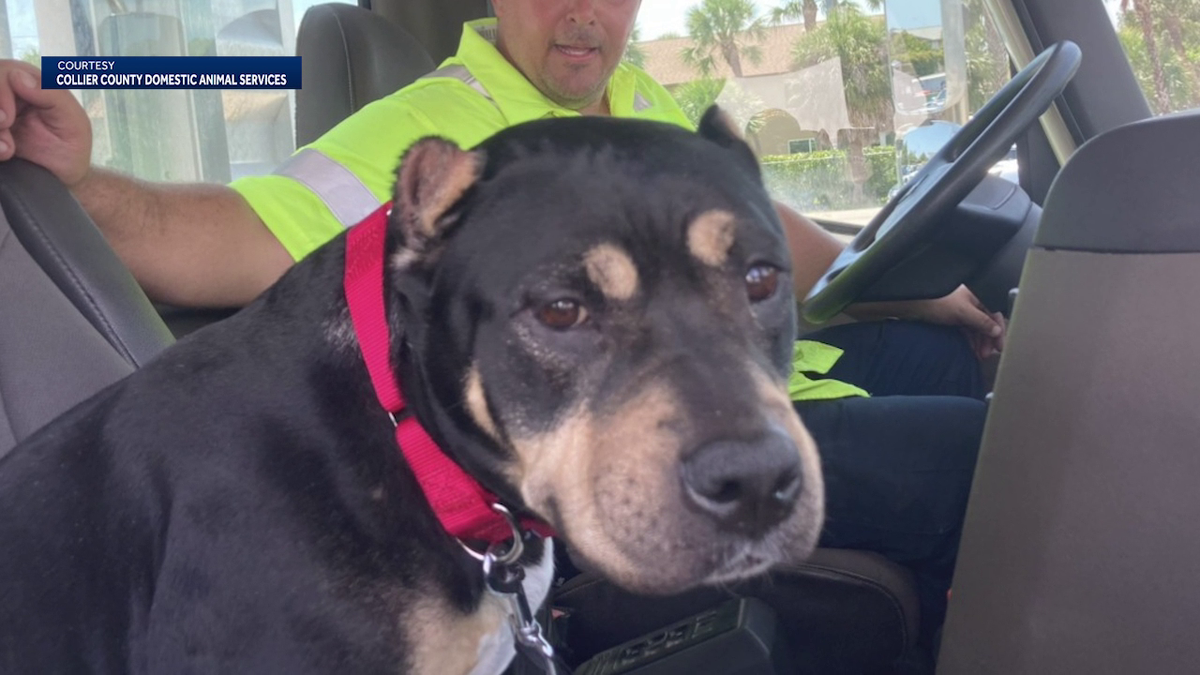 See why Collier Co. shelter dogs are riding with county employees