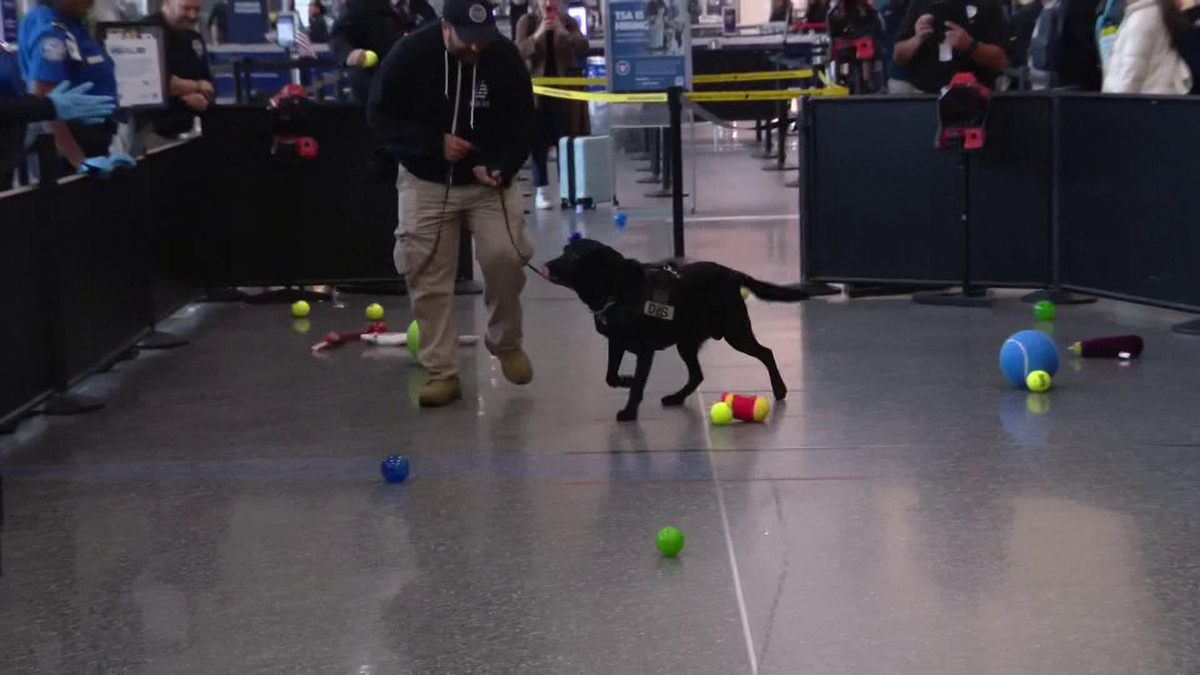 TSA retires bomb-sniffing dog after 9 years of service at Logan