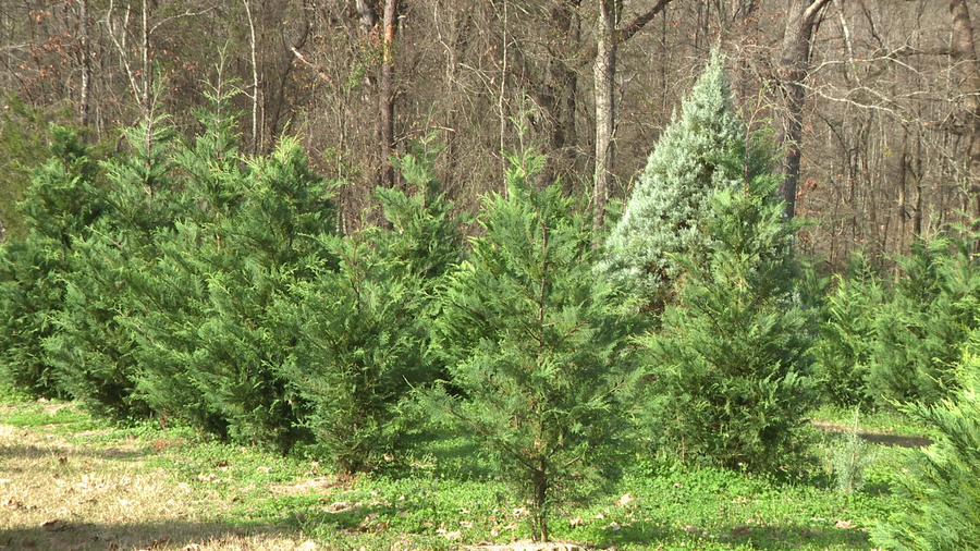 How to use your Christmas tree beyond the holidays