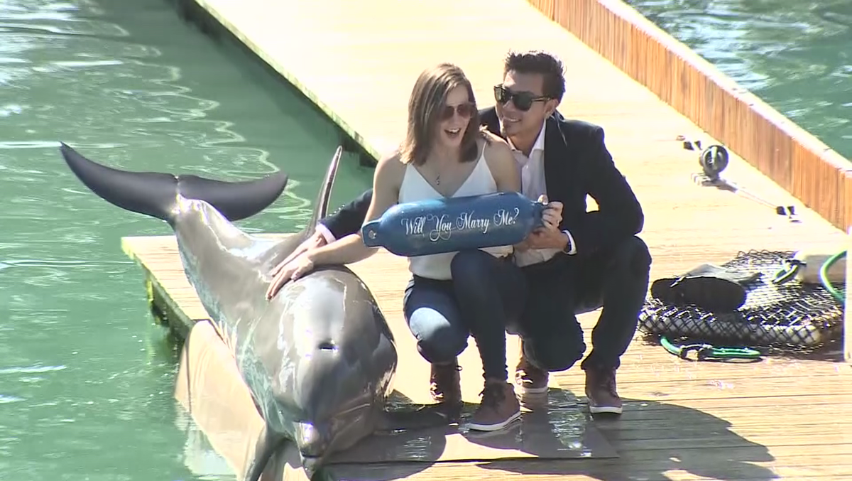 Flipper helps man propose to love of his life