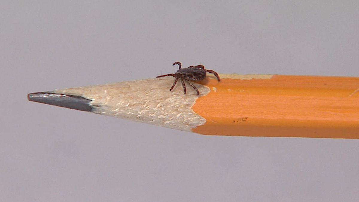 'Ticks are everywhere,' doctor warns as we head into summer