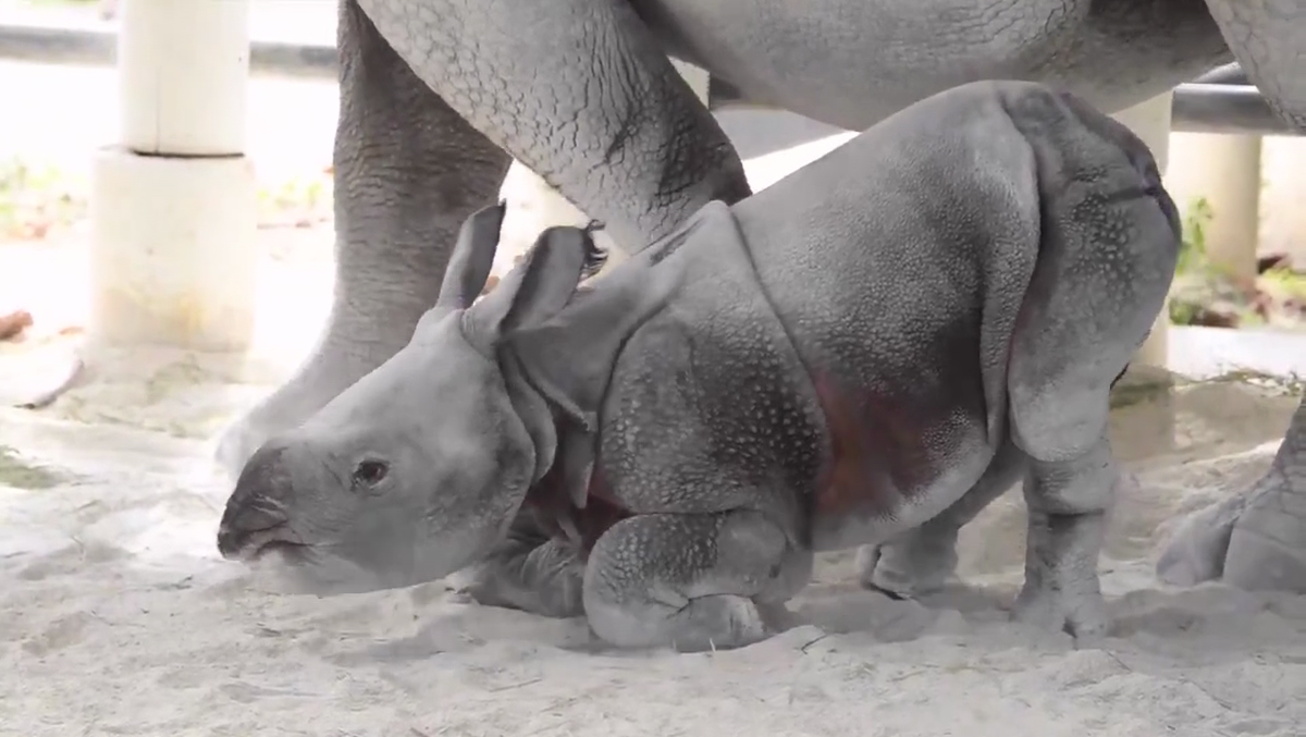 Rare, endangered rhino born at zoo