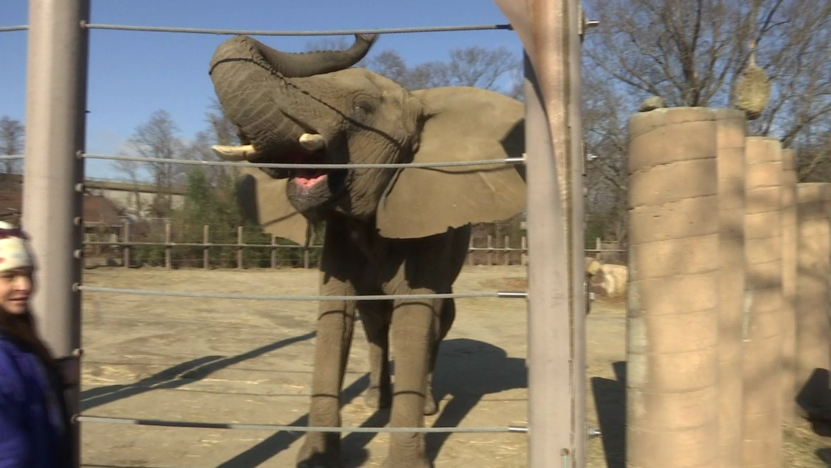 Controversy swirls at New England zoo over treatment of elephants