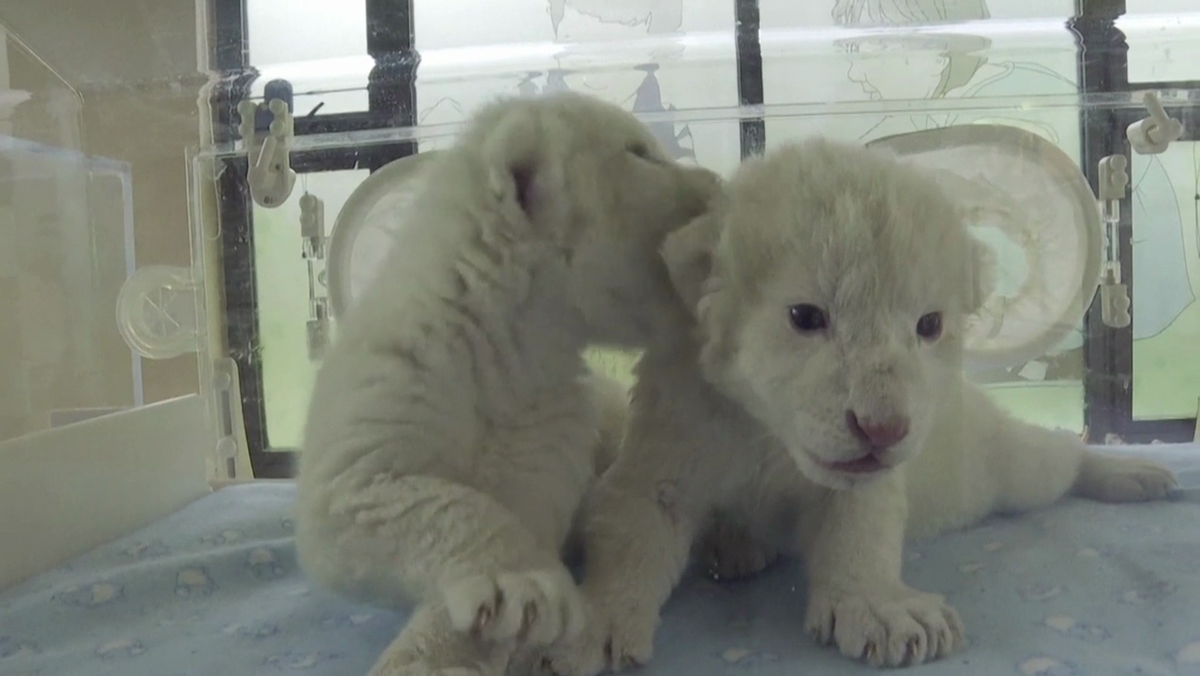 Cuteness overload: Rare white lion cubs born at park