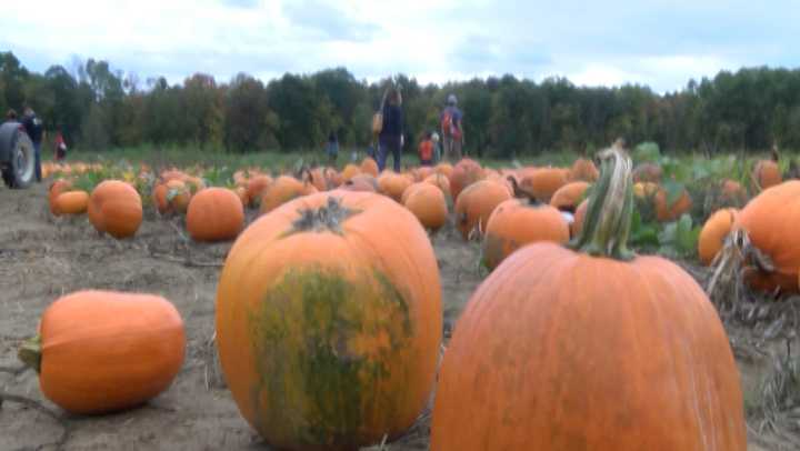 Pumpkin season "outstanding" despite wet spring