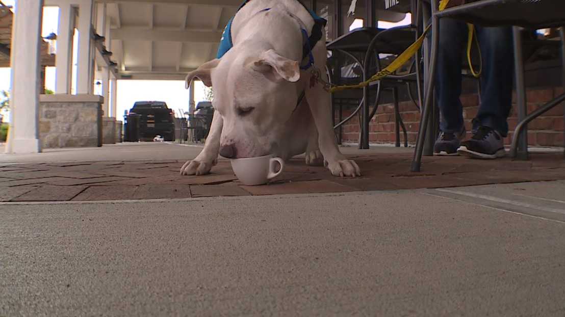 'Waif's Day Out' program gets shelter dogs out for field trips