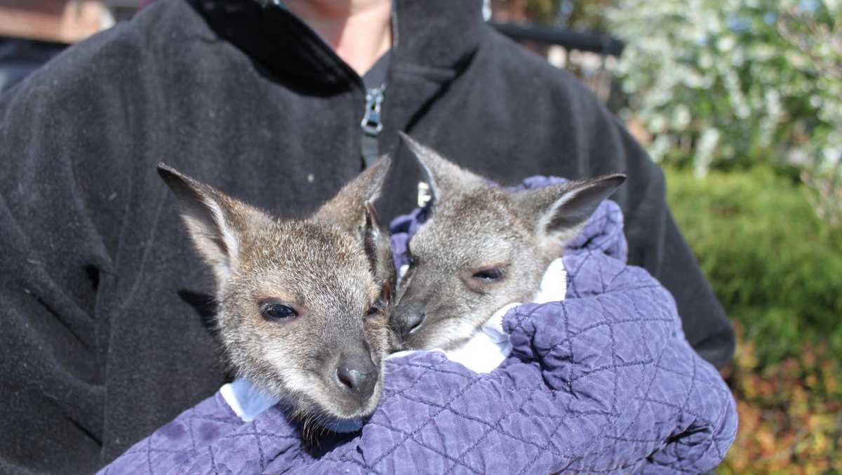 There's a wallaby farm hiding in Clinton County