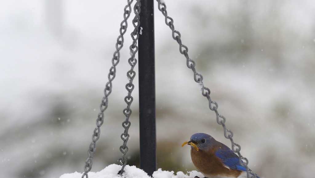Vermont sees first snowfall of the season