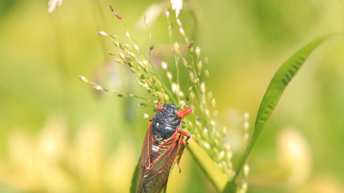 Photos: See the Brood X Cicadas emerging in Maryland