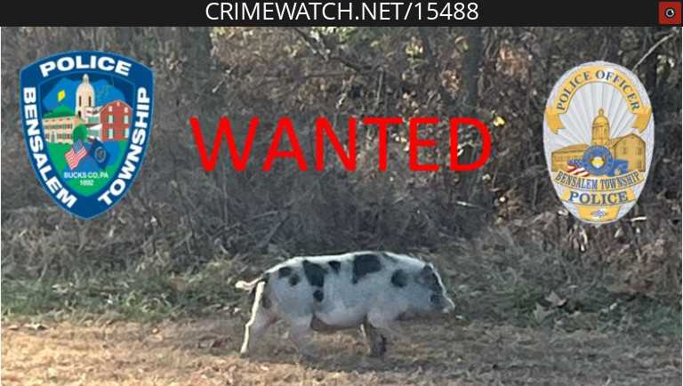 Wandering pig eludes police in Bucks County, PA