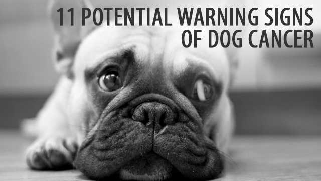 11 Potential warning signs of dog cancer