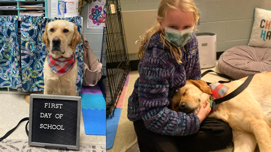 Facility dog provides comfort at Fairfield elementary school