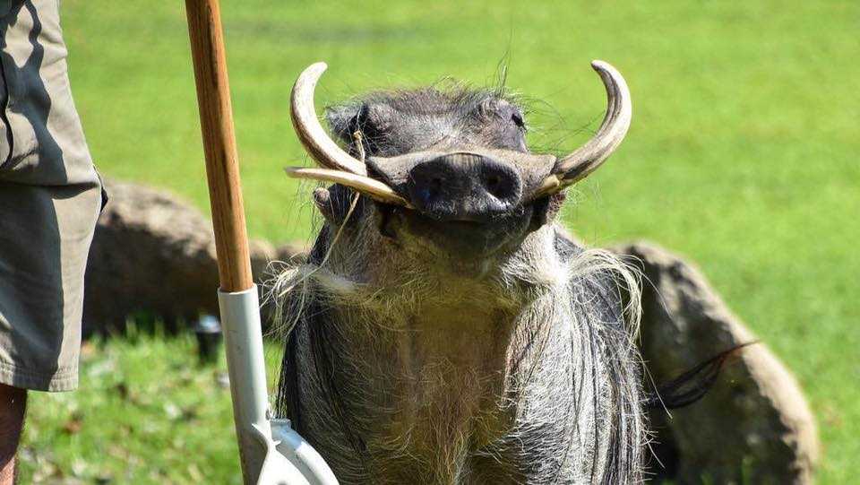 Beloved warthog dies at Cincinnati Zoo