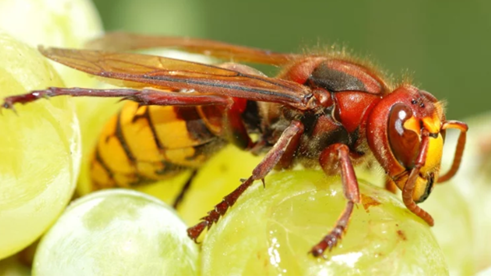 Radioactive wasps found at Savannah River Site