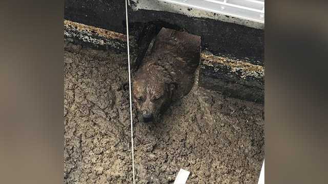 Owner: Dog found in wastewater treatment plant ' still stinks' days ...