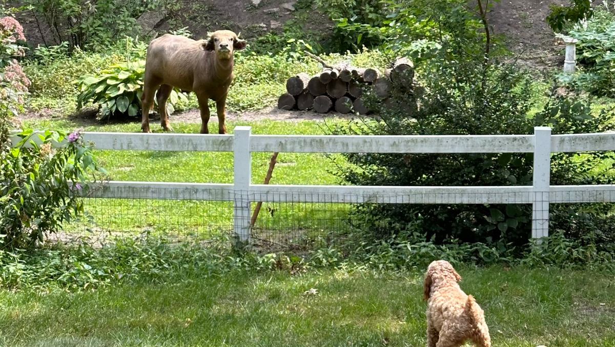 A water buffalo was wandering through Pleasant Hill, Iowa
