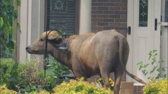 Photos of the water buffalo loose in Pleasant Hill