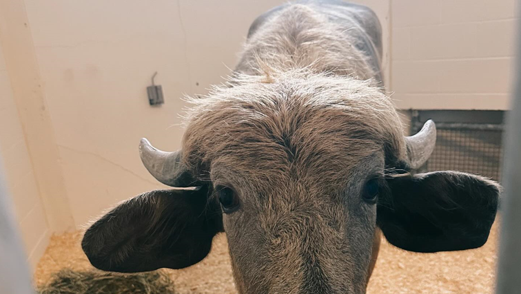 Phill the Iowa water buffalo being treated for infection around gunshot ...